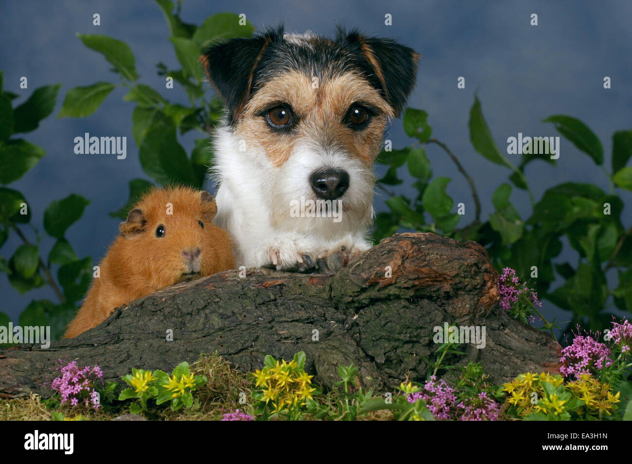 Amis du chien Banque de photographies et d’images à haute résolution ...