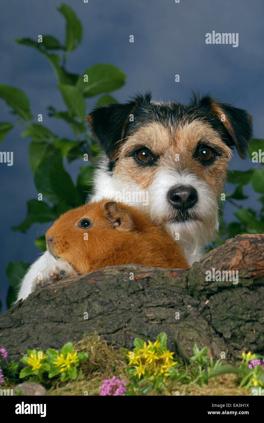 Chien cochon Banque de photographies et d’images à haute résolution - Alamy