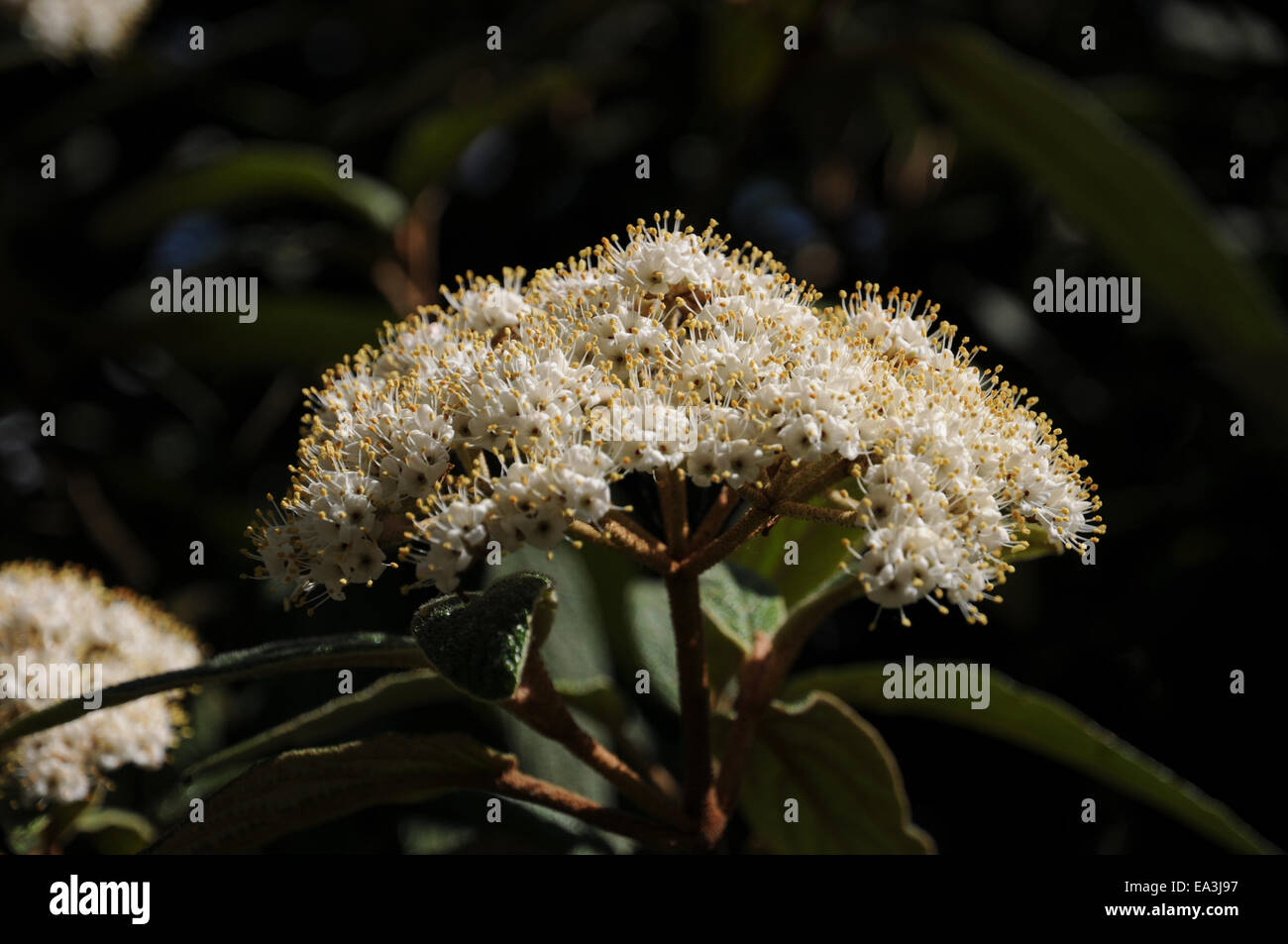 Viburnum rhytidophyllum Banque de photographies et d’images à haute ...