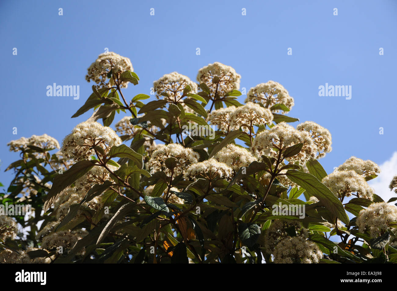 Viburnum rhytidophyllum Banque de photographies et d’images à haute ...