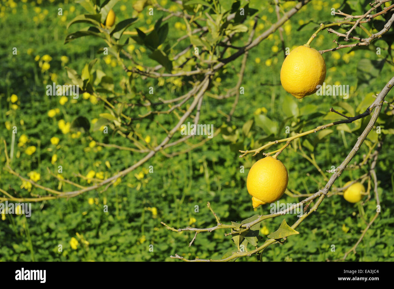 Lemon tree flower Banque de photographies et d’images à haute ...