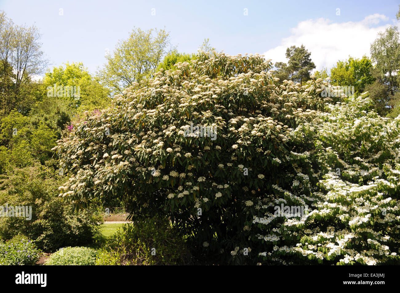 Leatherleaf viburnum Banque de photographies et d’images à haute ...