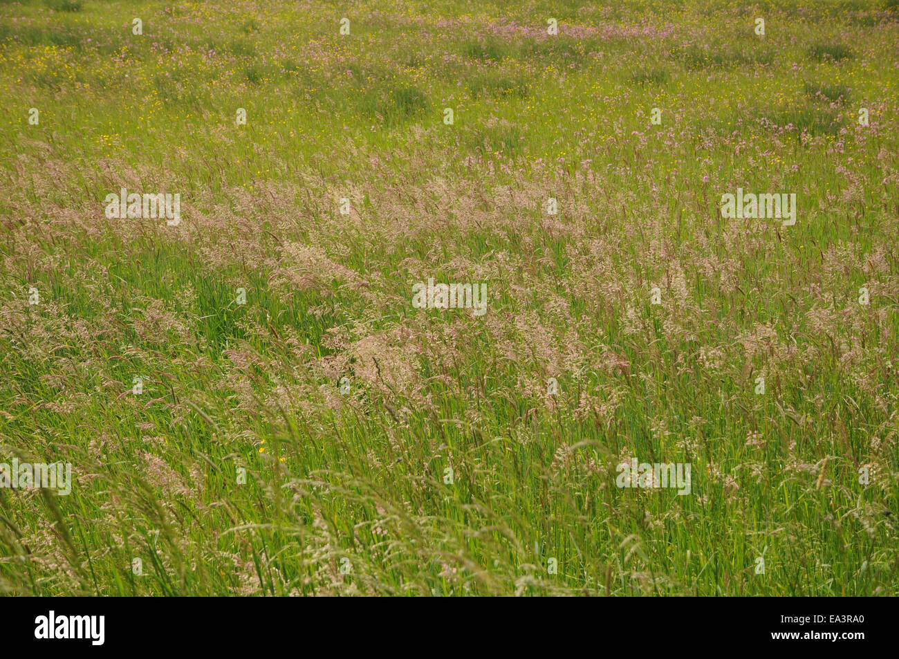 Plante de prairies humides Banque de photographies et d’images à haute ...
