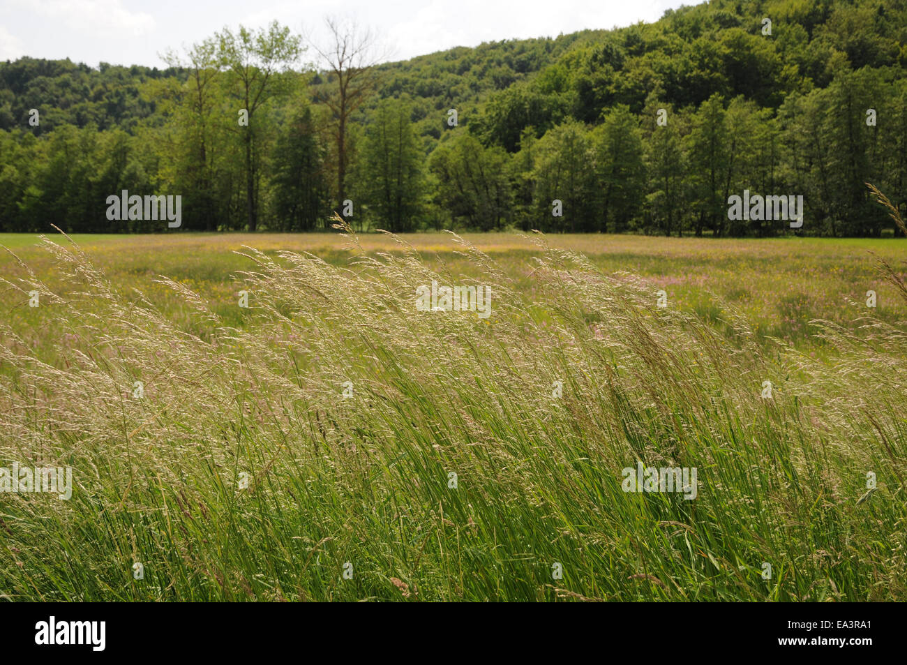 Prairie humide Banque de photographies et d’images à haute résolution ...