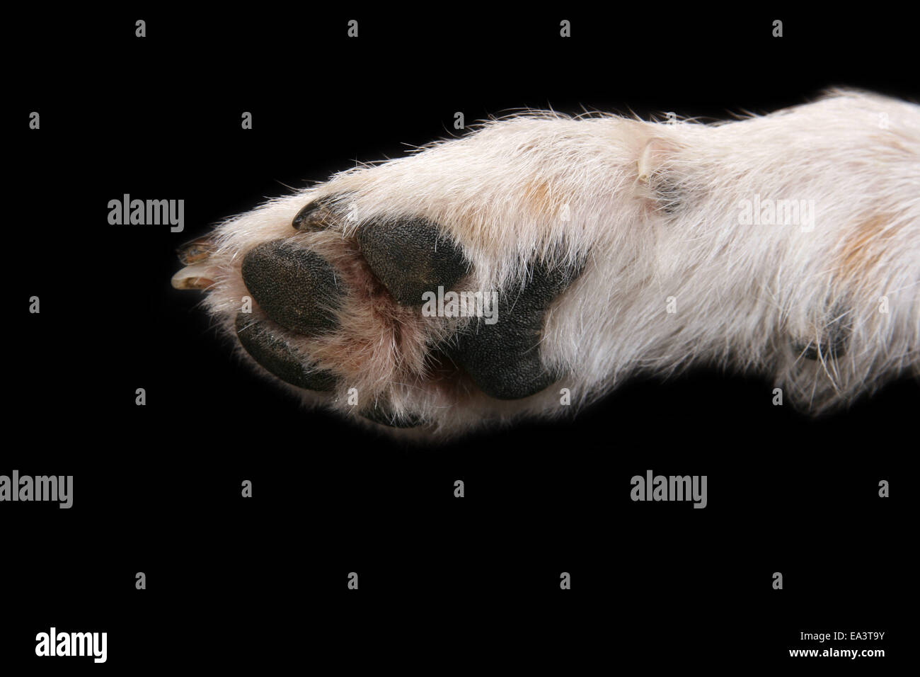 Gros plan des pattes de chien Banque de photographies et d’images à ...