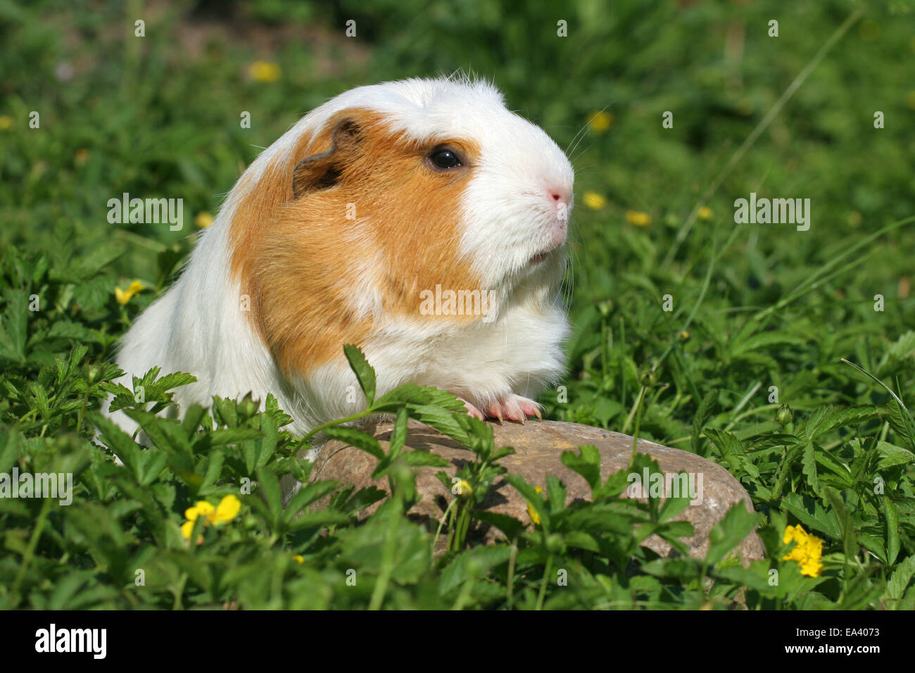 Cochons anglais Banque de photographies et d’images à haute résolution ...