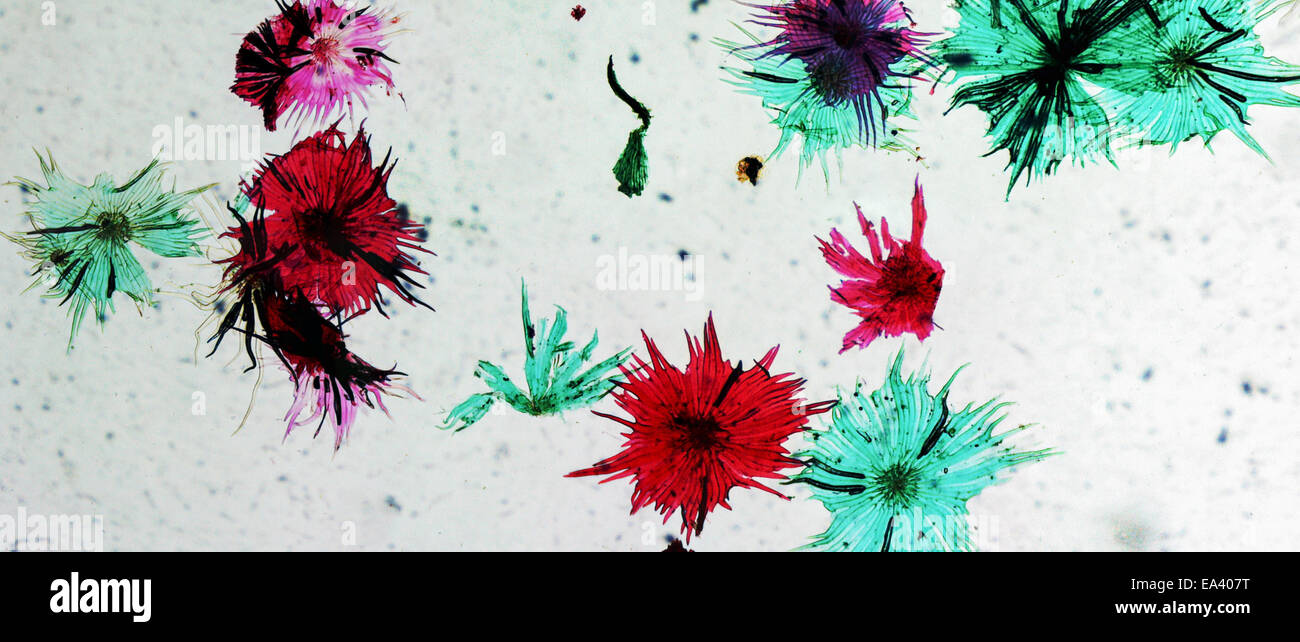 Photo micrographie Banque de photographies et d’images à haute ...