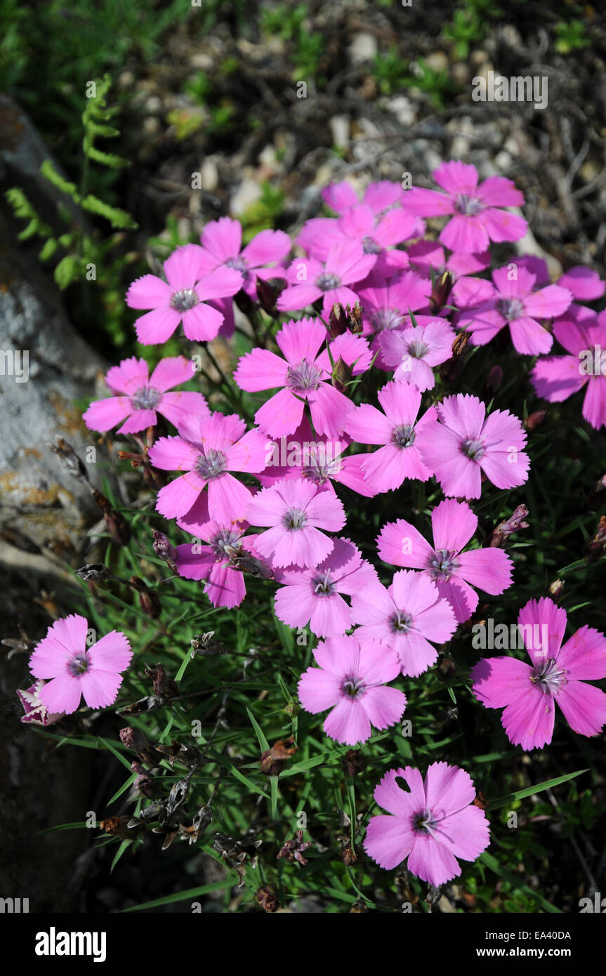 Paon rose Banque de photographies et d’images à haute résolution - Alamy
