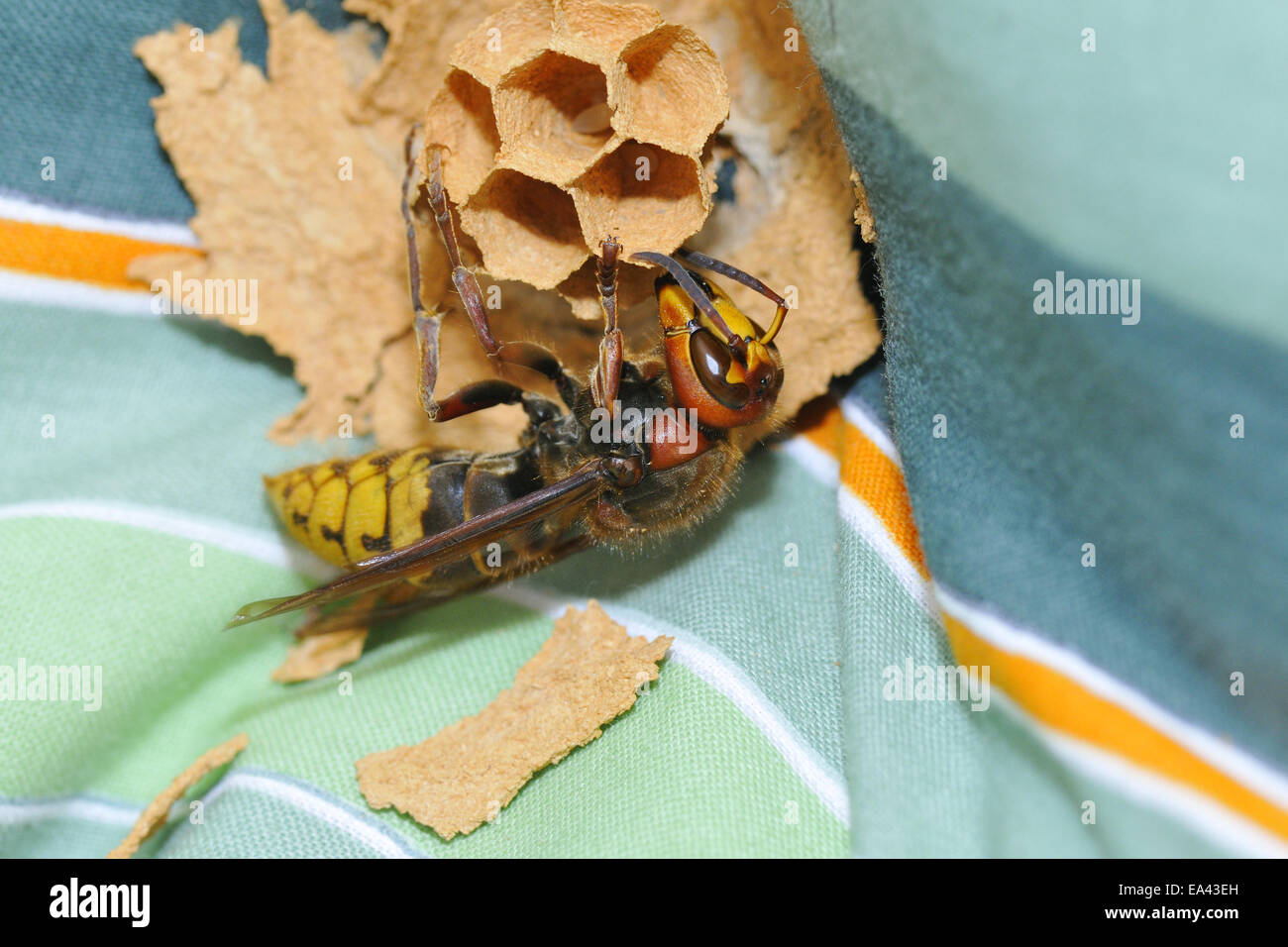 Reine frelon Banque de photographies et d’images à haute résolution - Alamy
