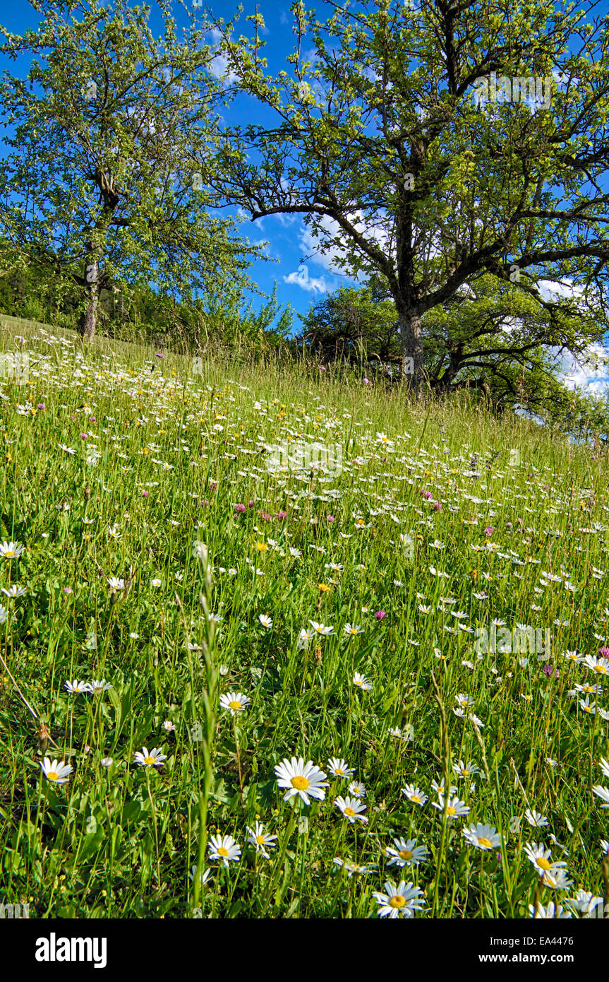 Paysage vert Banque de photographies et d’images à haute résolution - Alamy