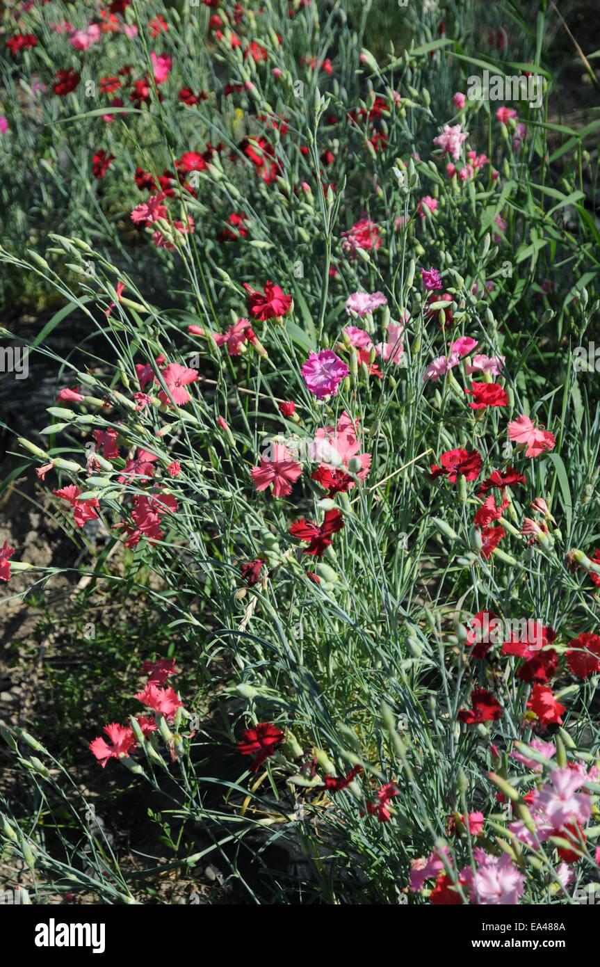 Dianthus caryophyllus clove pink flowers Banque de photographies et d ...