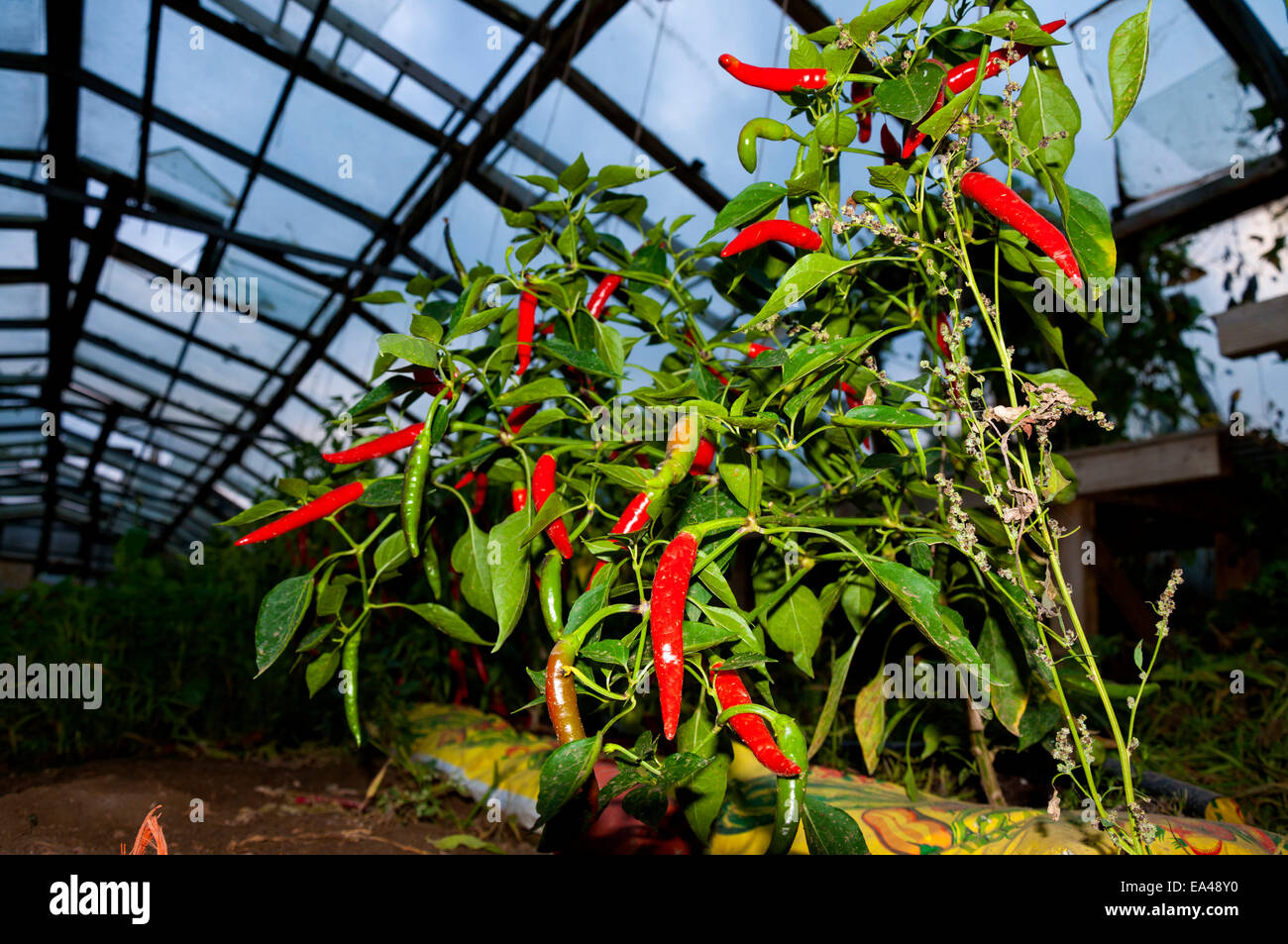 Serre de piments Banque de photographies et d’images à haute résolution ...