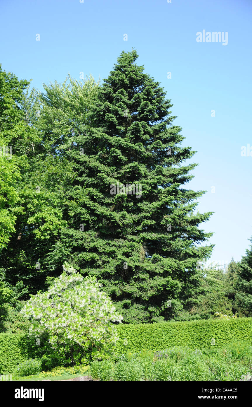 Sapin du caucase Banque de photographies et d’images à haute résolution - Alamy