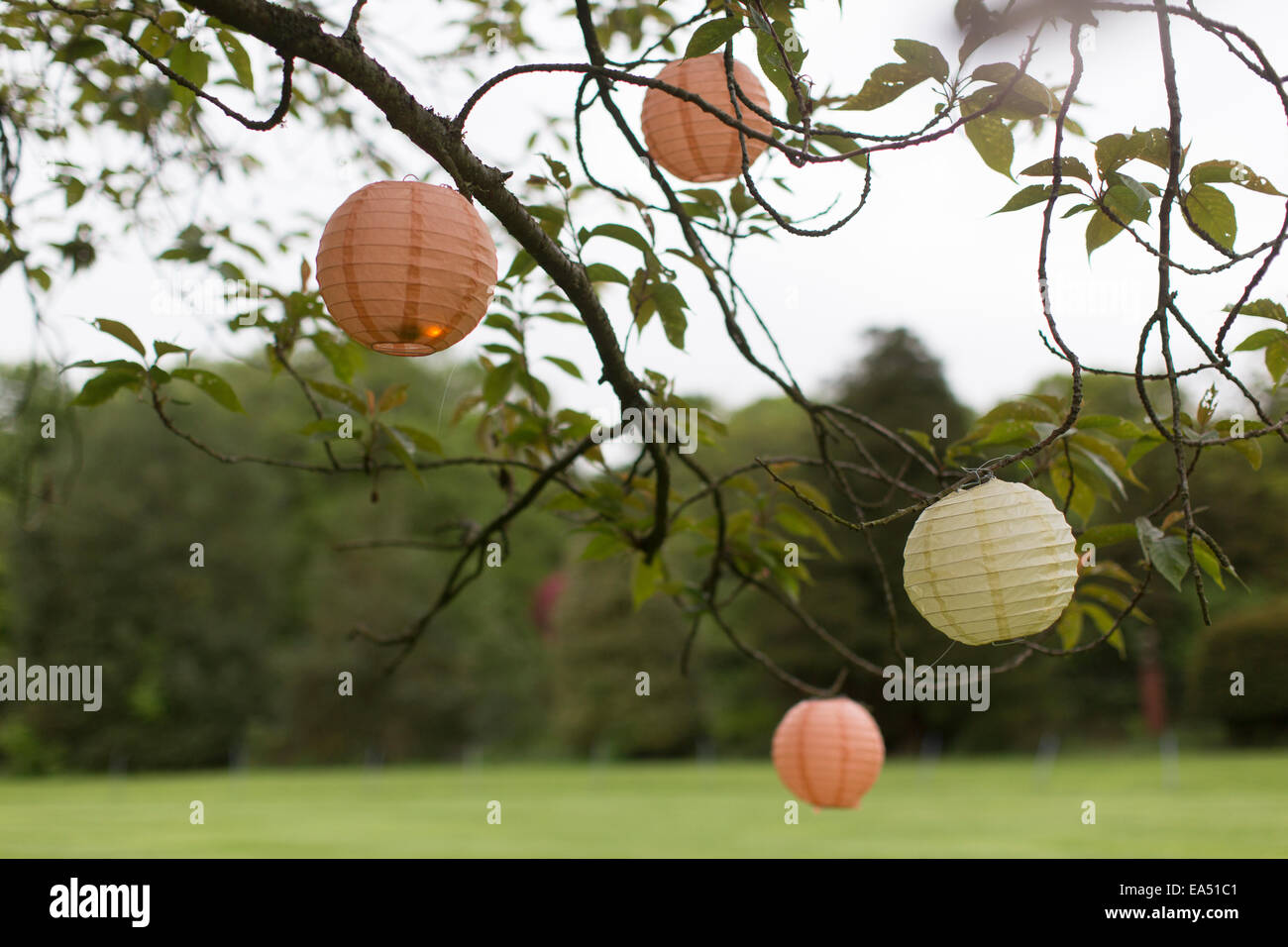 Lampions dans un arbre Banque de photographies et d’images à haute ...