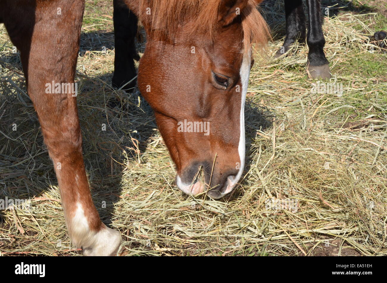 Cheval mangeant de la paille Banque de photographies et d’images à ...