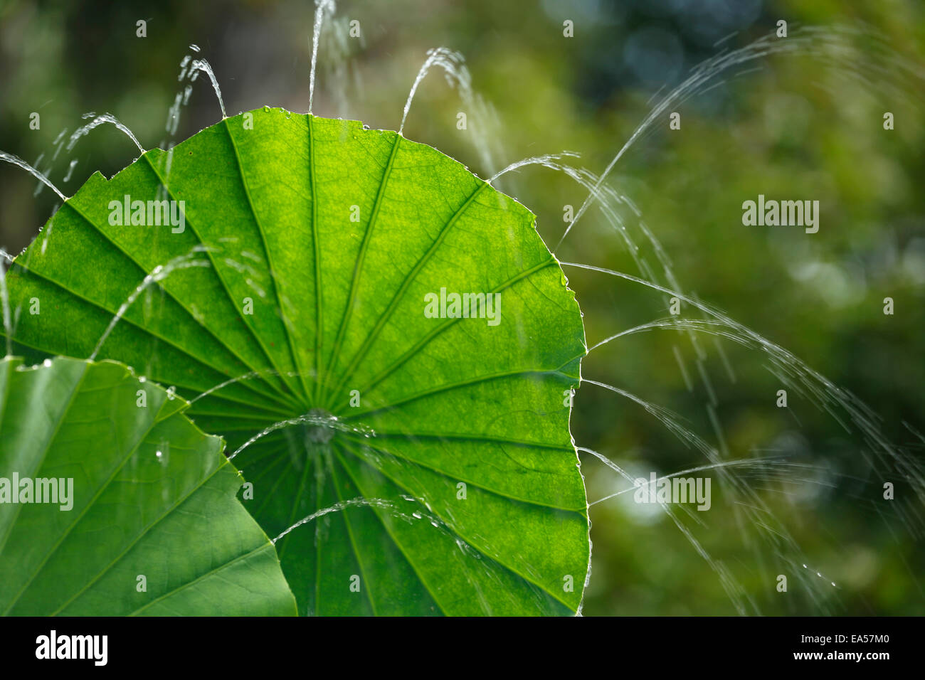 Lotus leaves Banque de photographies et d’images à haute résolution - Alamy