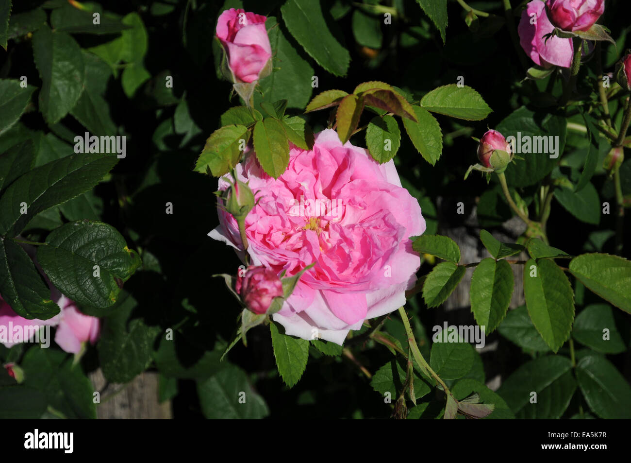 Provence rose ou chou rose Banque de photographies et d’images à haute ...