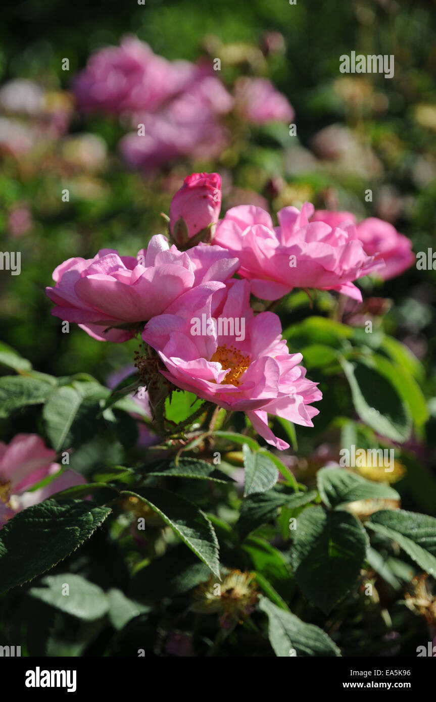 Provence rose rosa gallica Banque de photographies et d’images à haute ...