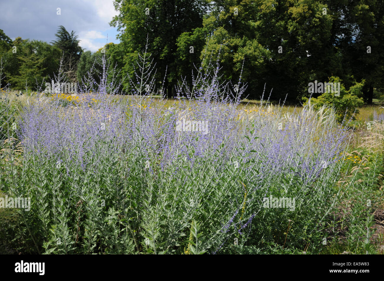 Russian sage perovskia atriplicifolia Banque de photographies et d ...