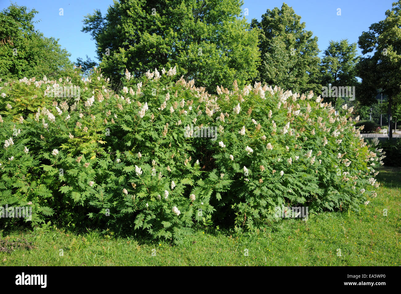False spirea Banque de photographies et d’images à haute résolution - Alamy