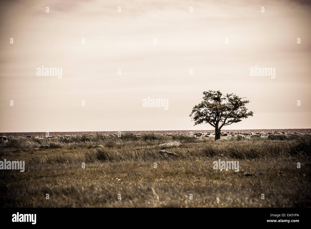 Paysage d'arbre solitaire Banque de photographies et d’images à haute ...
