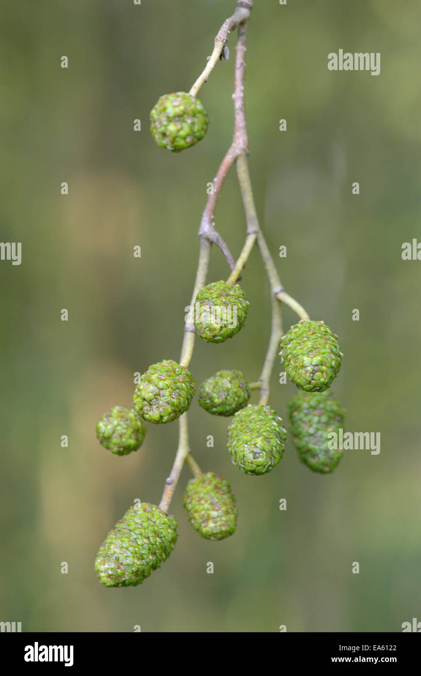 Aulne noir Banque de photographies et d’images à haute résolution - Alamy