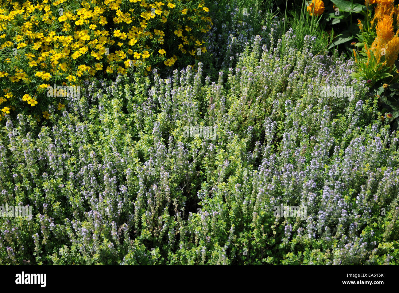 Thymian au citron Banque de photographies et d’images à haute ...