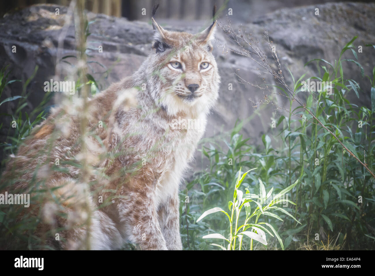 Faune sauvage lynx Banque de photographies et d’images à haute ...