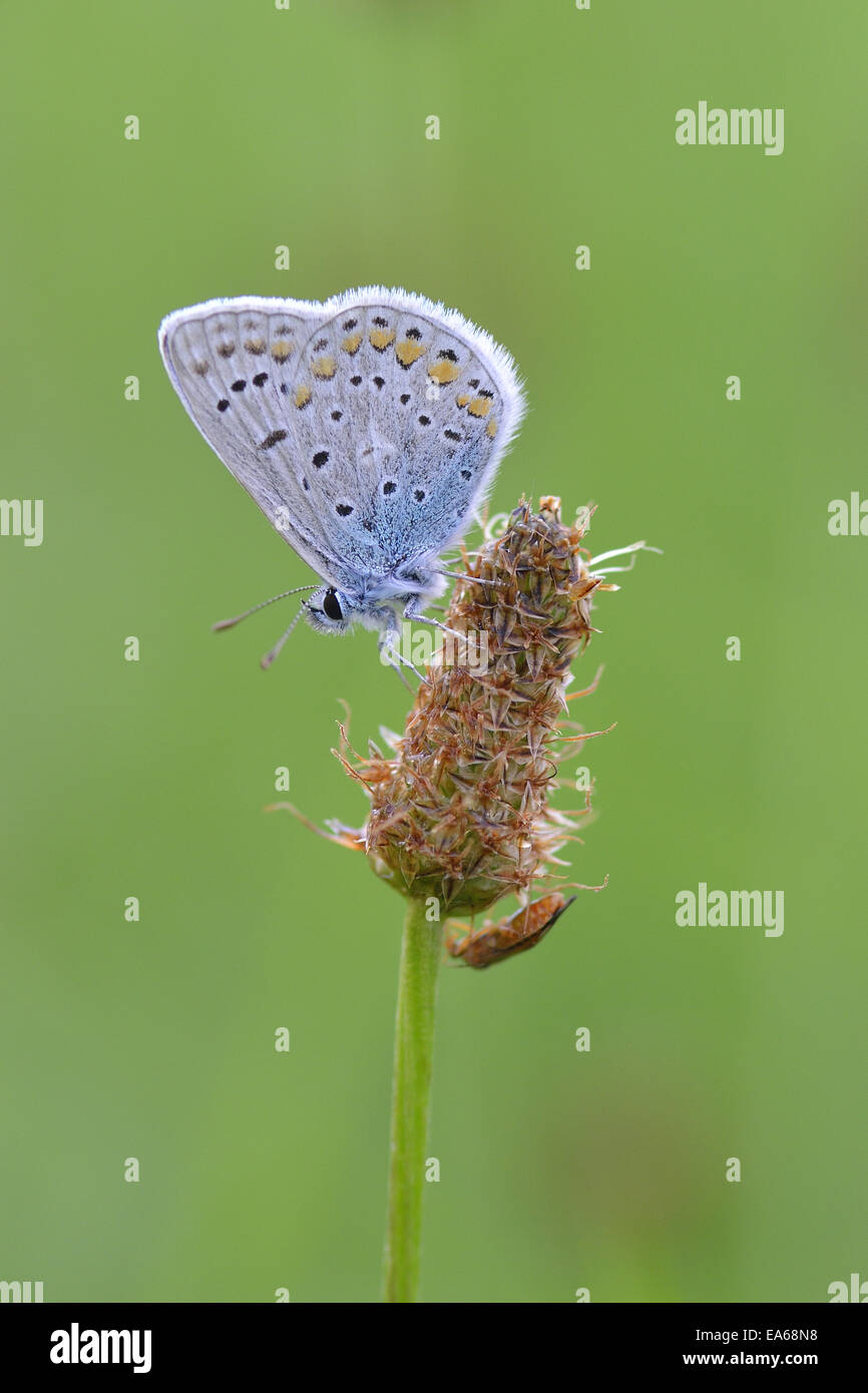 Adonis bleu Banque de photographies et d’images à haute résolution - Alamy