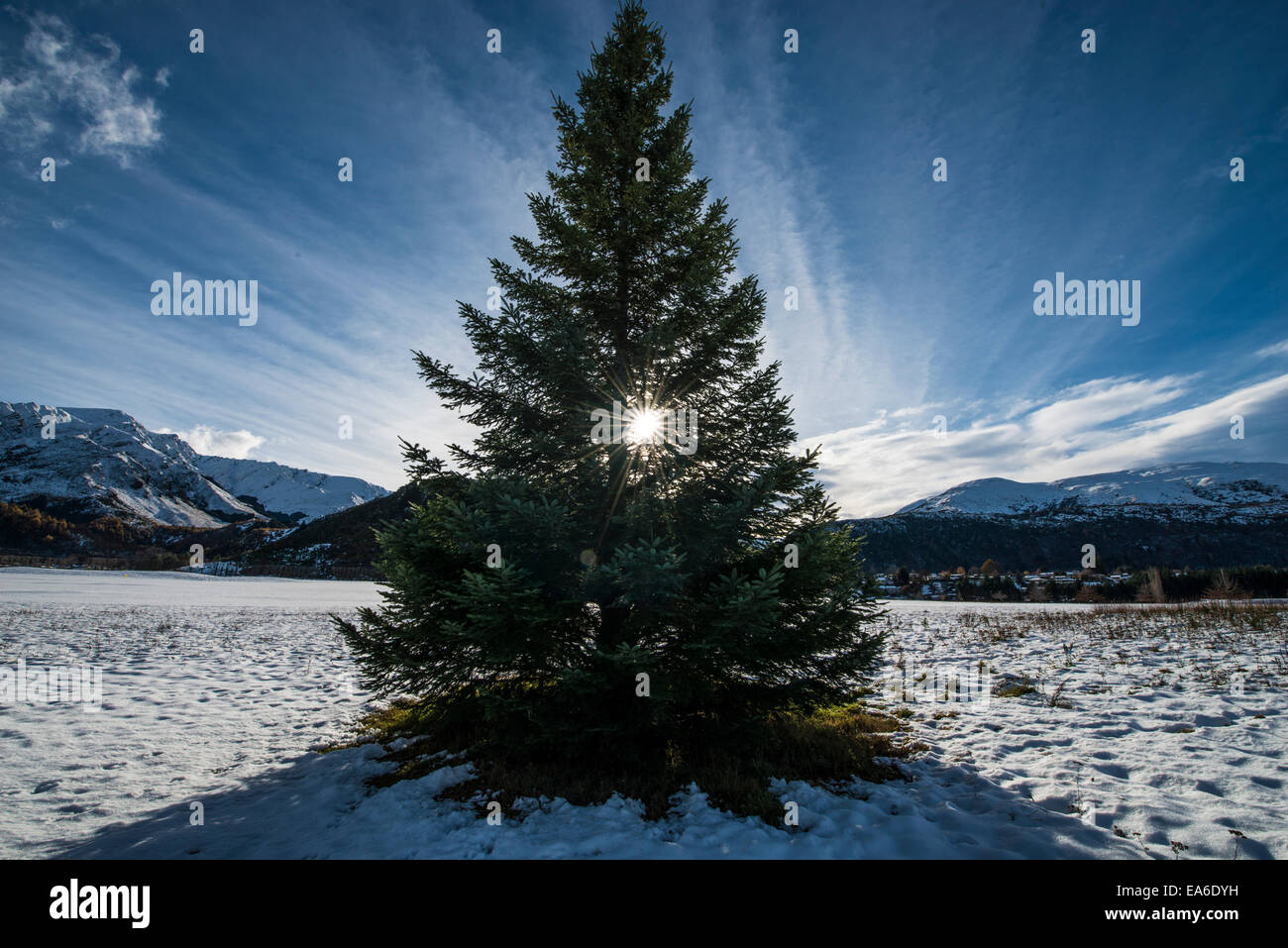 Arbre avec neige Banque de photographies et d’images à haute résolution ...