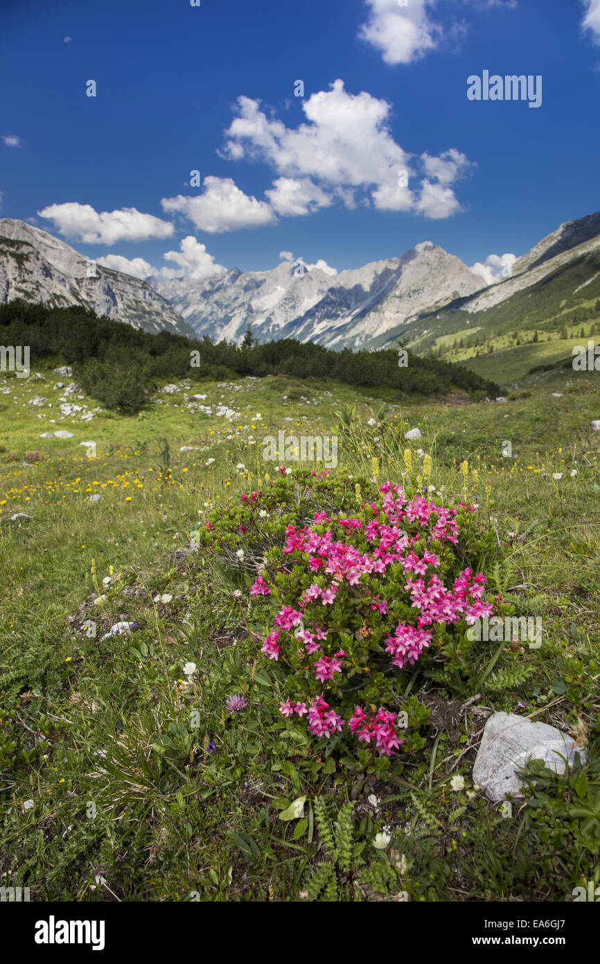 Alpes fleurs Banque de photographies et d’images à haute résolution - Alamy