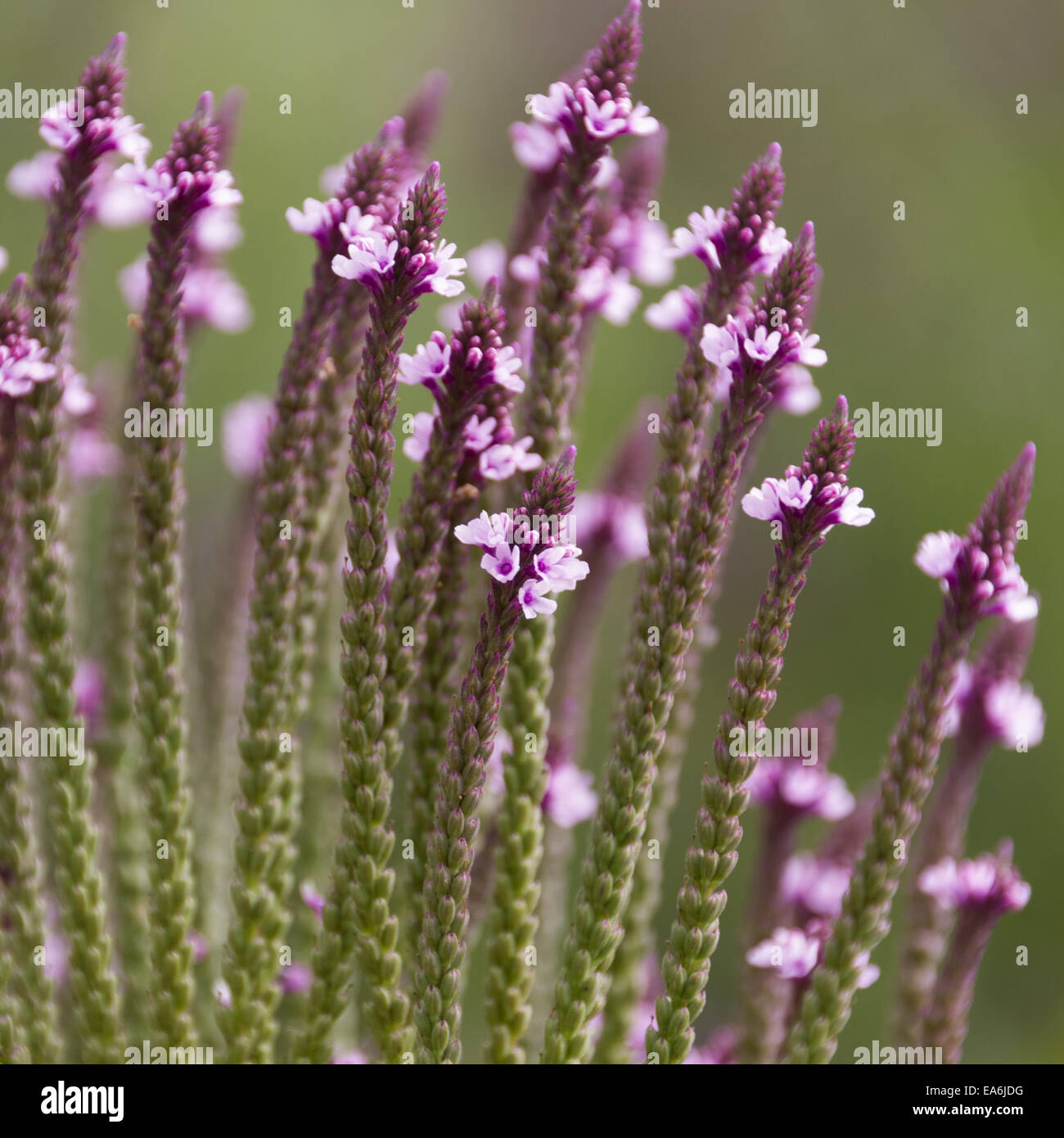 Verveine officinalis Banque de photographies et d’images à haute ...