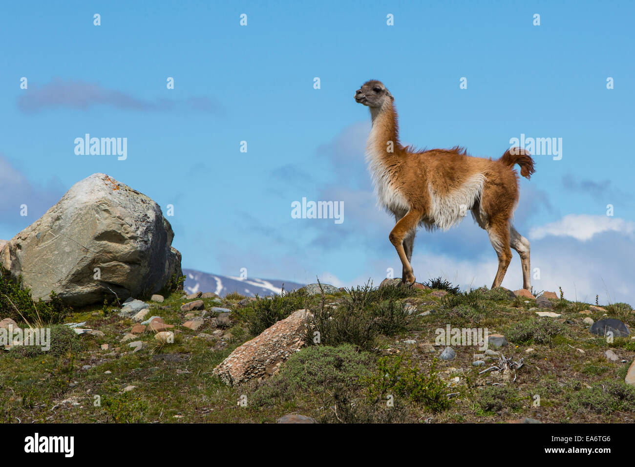 Un Guanoco de lama, en Patagonie, au Chili Photo Stock - Alamy