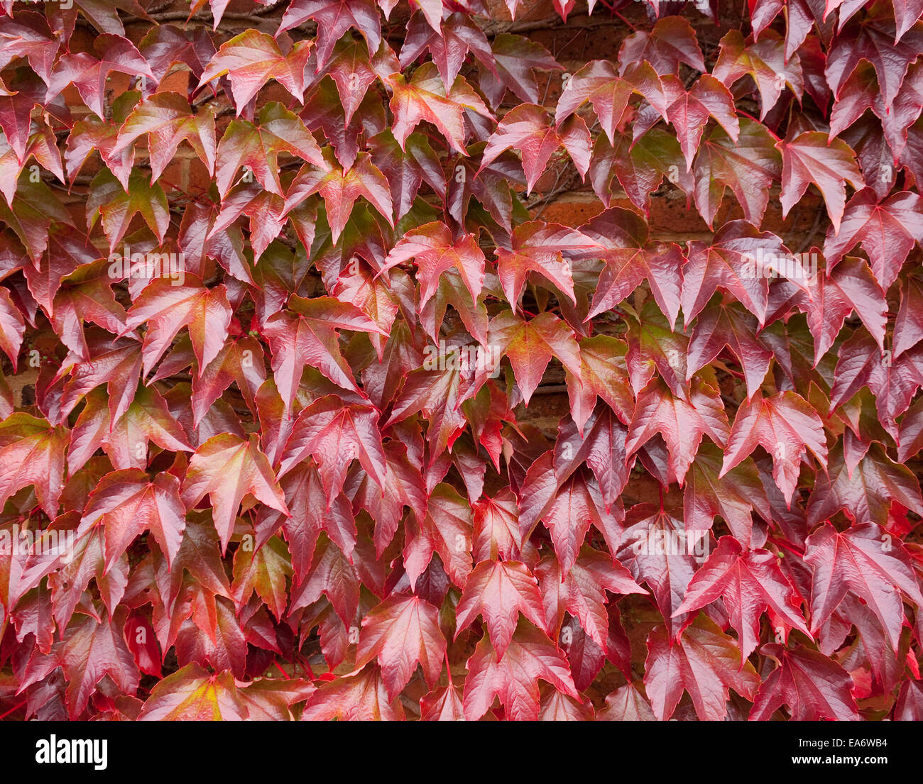 Plante grimpante de lierre rouge Banque de photographies et d’images à ...