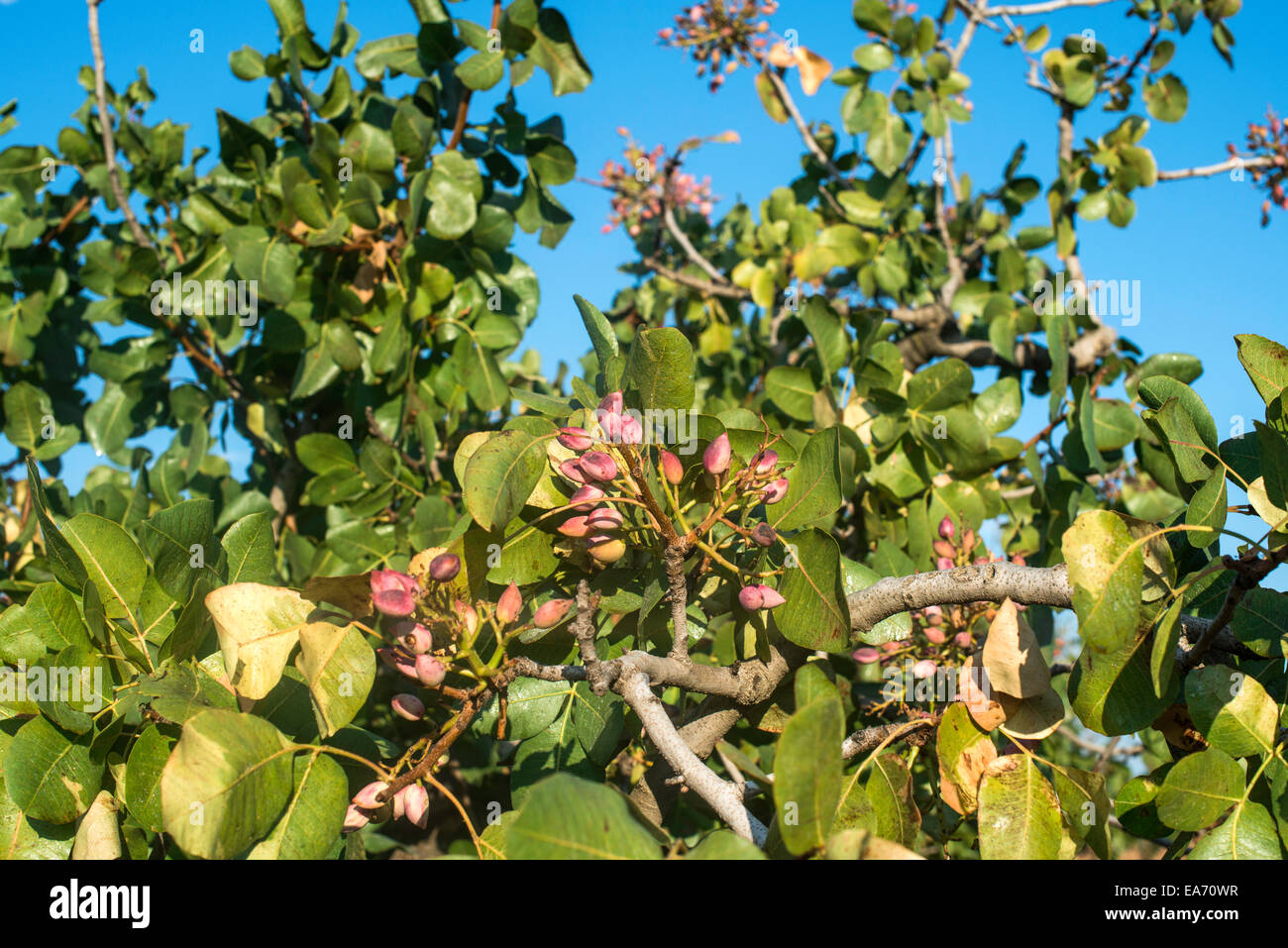 Pistachier. Close up branche avec fruits Photo Stock - Alamy