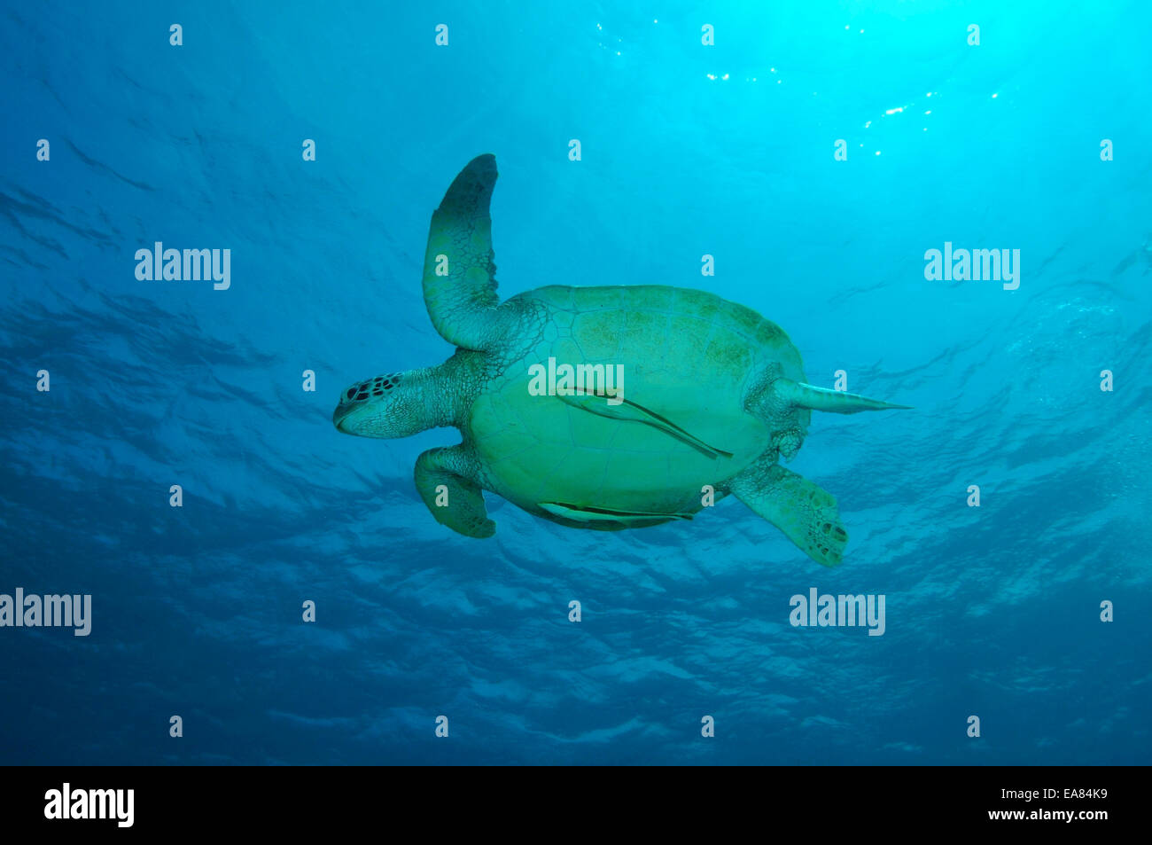 Tortue verte, tortue verte, tortue de mer noire, ou du Pacifique tortue ...