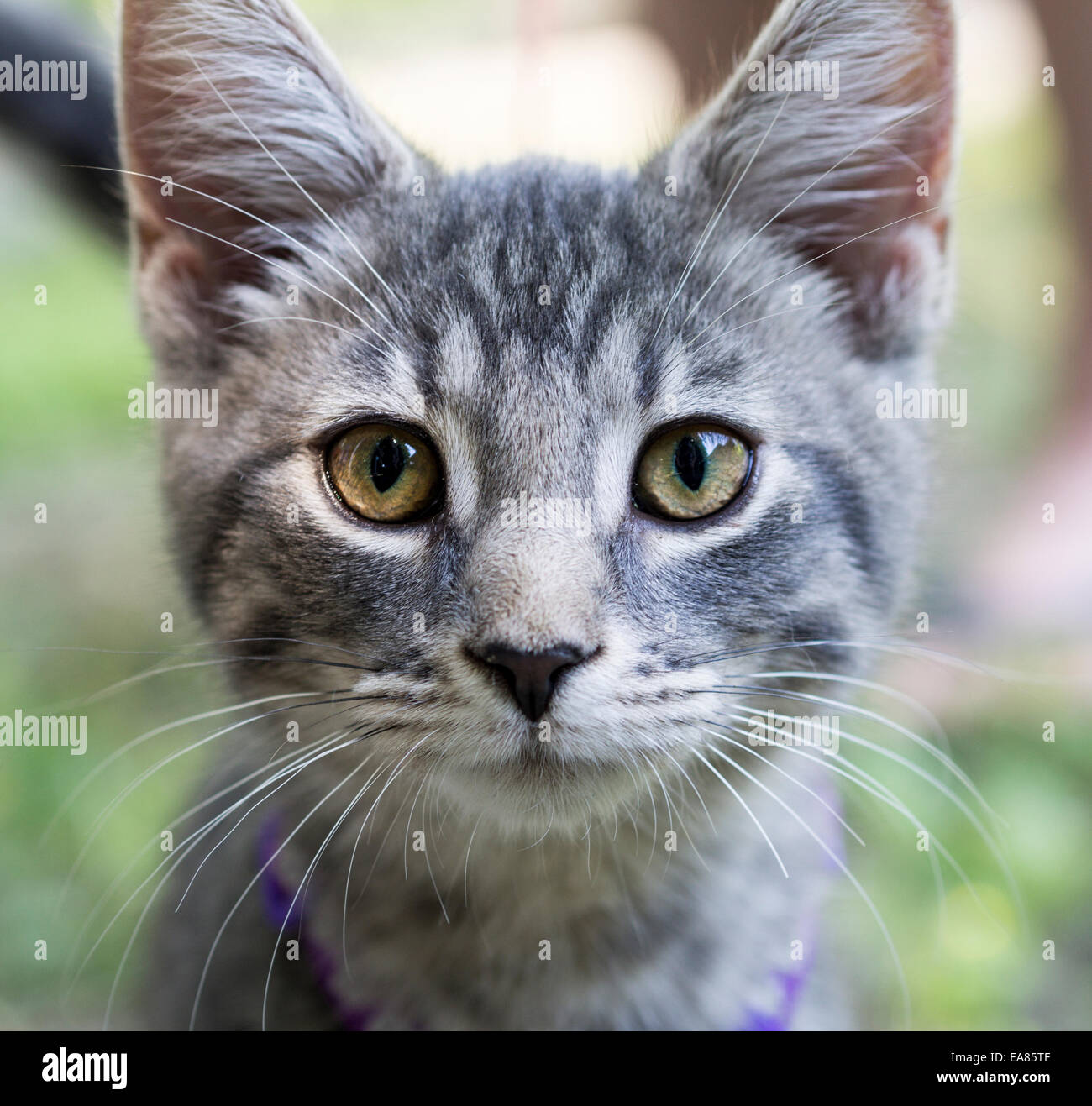 Chaton dans votre visage. Un chaton gris et blanc aux yeux verts fixe ...