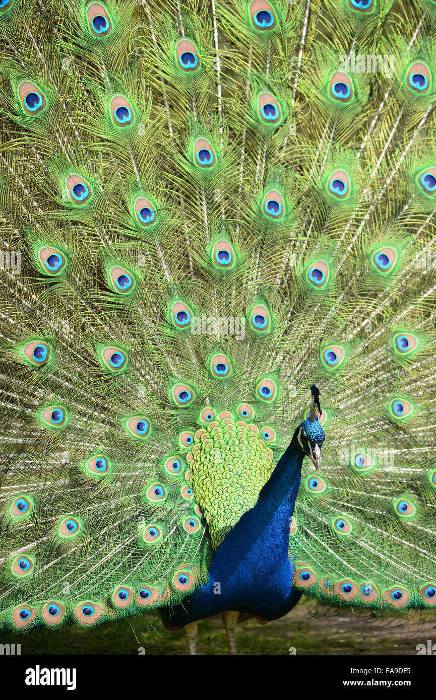 Paon paons peahen Banque de photographies et d’images à haute ...