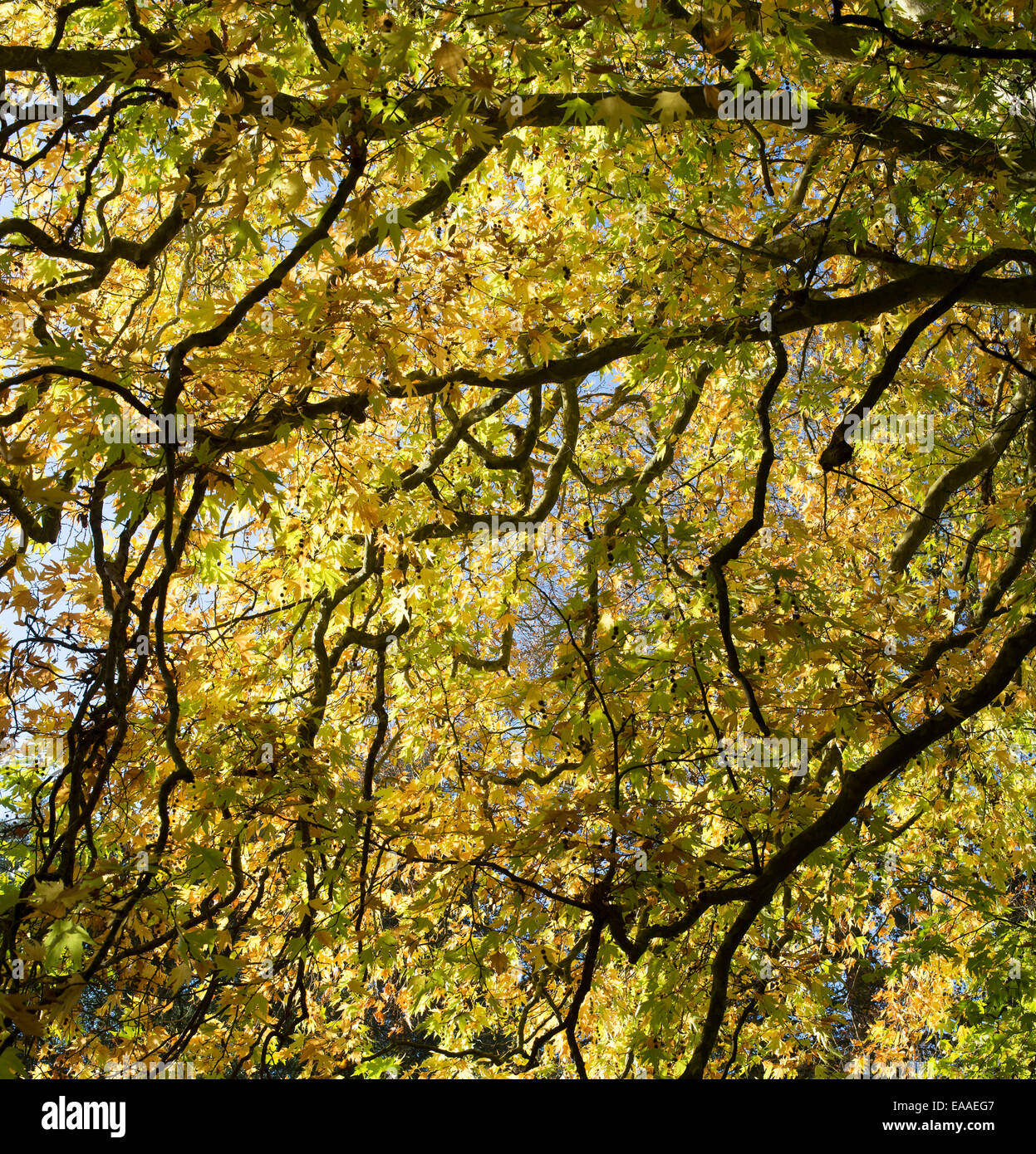 Platane Oriental Banque d'image et photos - Alamy