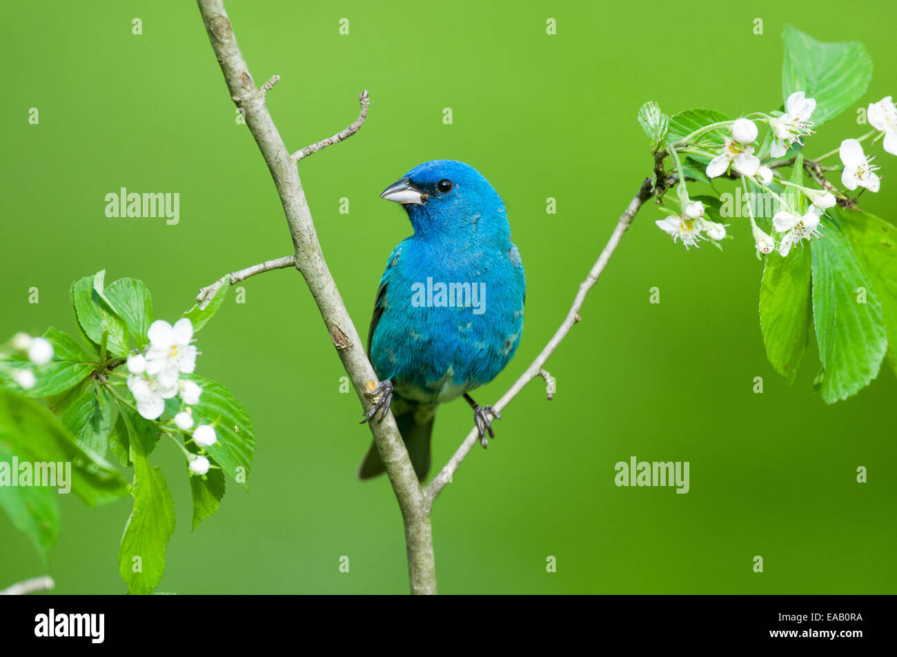 Passerin indigo Banque de photographies et d’images à haute résolution ...