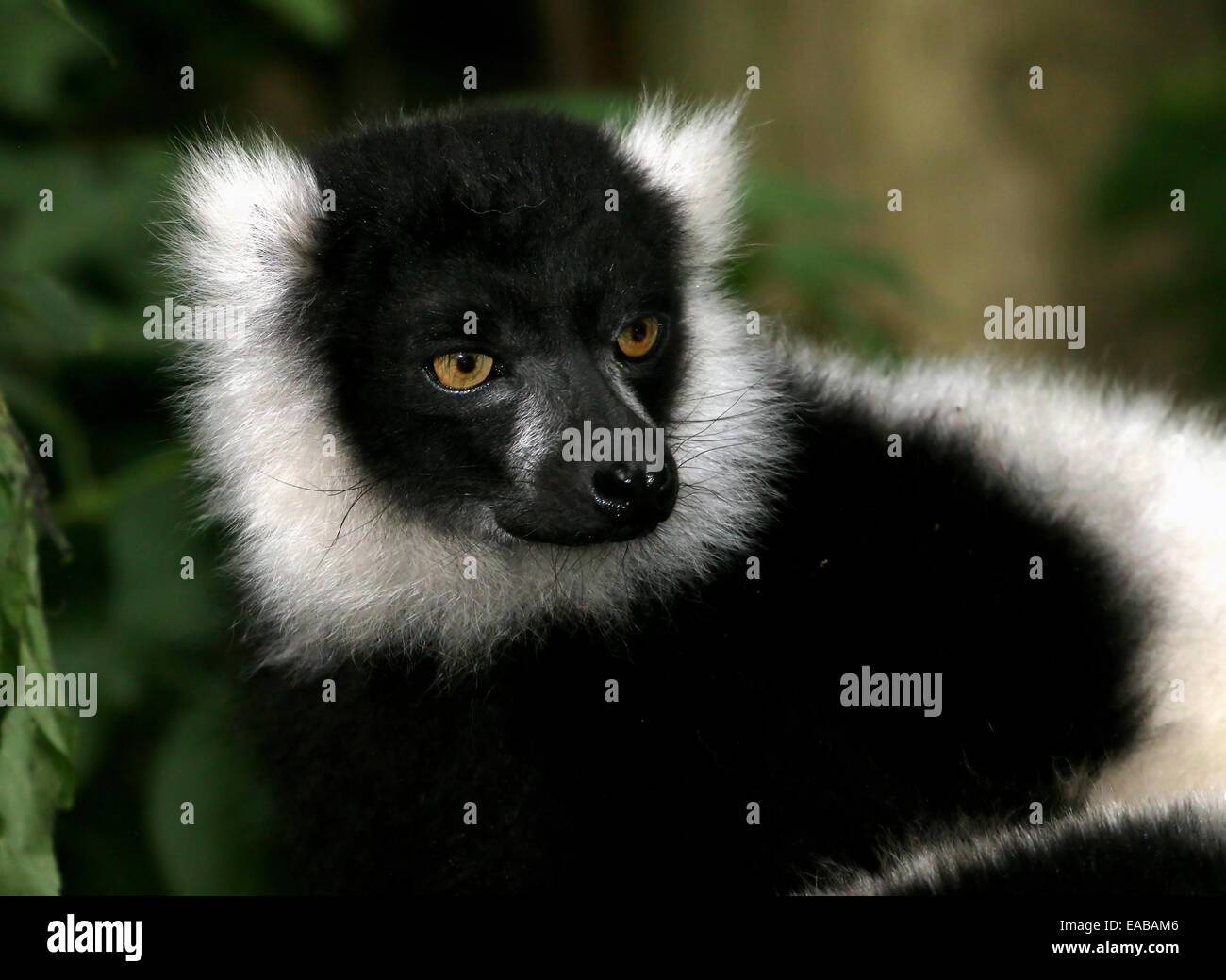 Noir et blanc malgache lémurien gélinotte (Le Varecia variegata ...