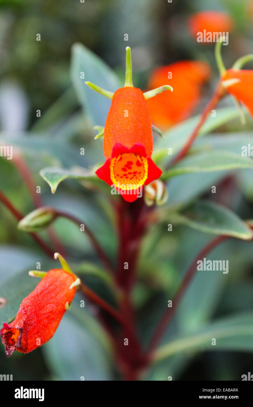 Fleur rouge et jaune tubulaire Banque de photographies et d’images à ...