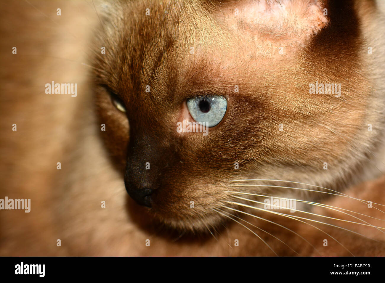 Chat yeux bleus Banque de photographies et d’images à haute résolution ...