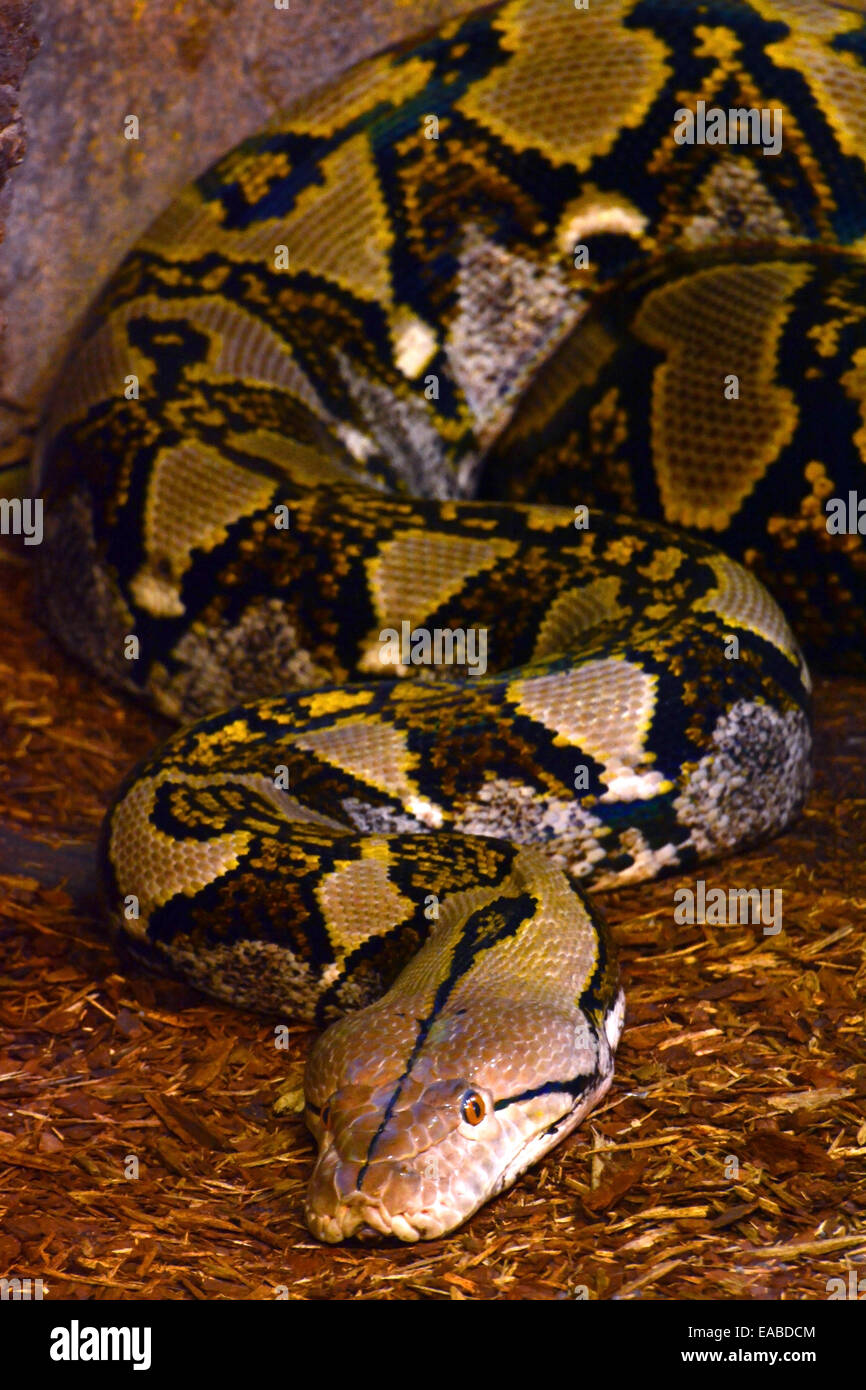 Phobie du serpent Banque de photographies et d’images à haute ...