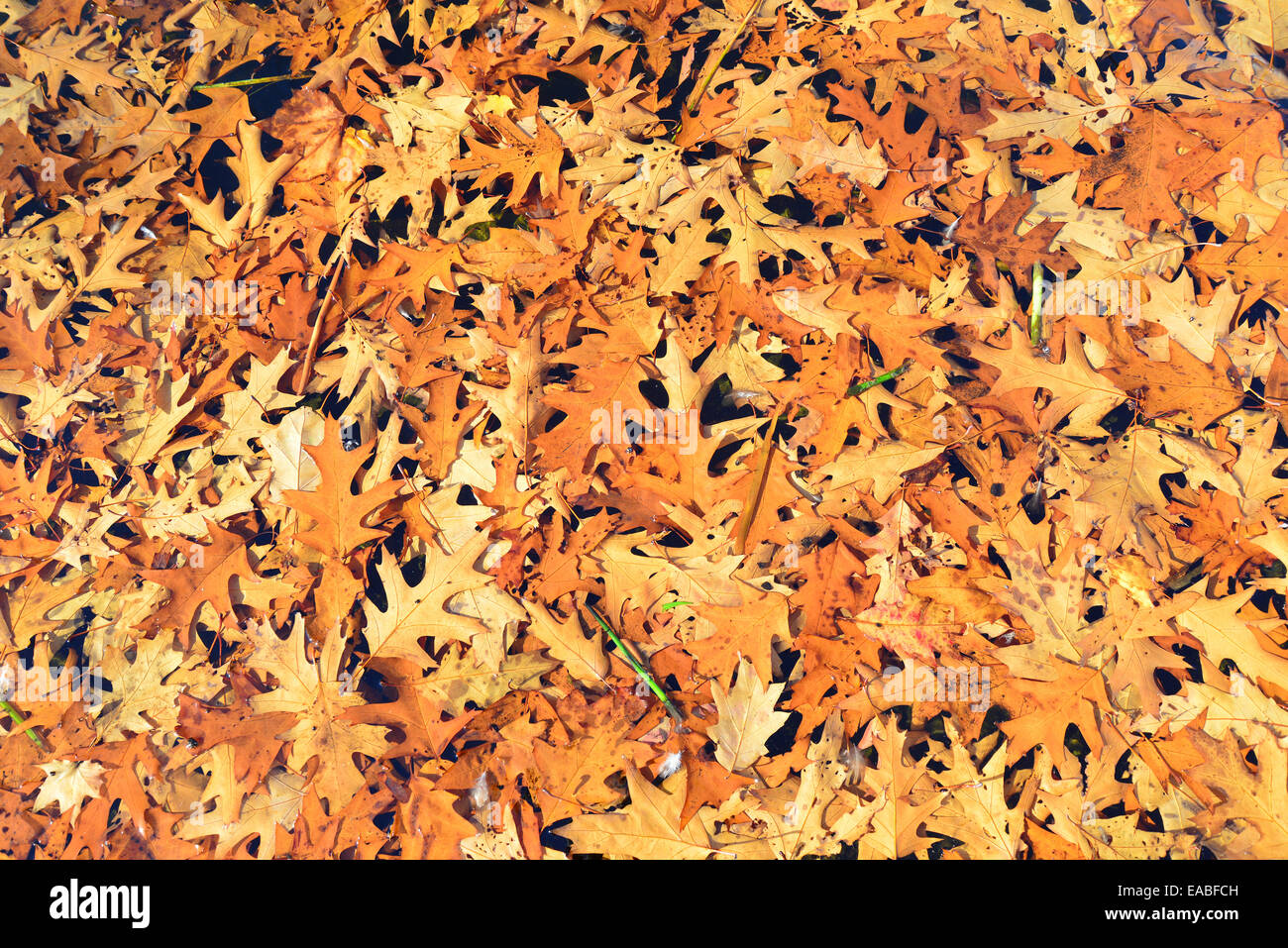 Feuilles d'étang Banque de photographies et d’images à haute résolution ...