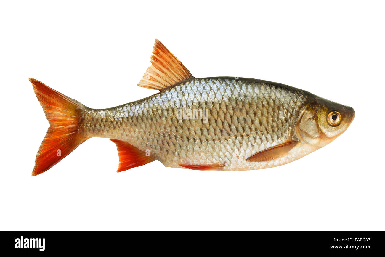 Rudd manger Banque de photographies et d’images à haute résolution - Alamy