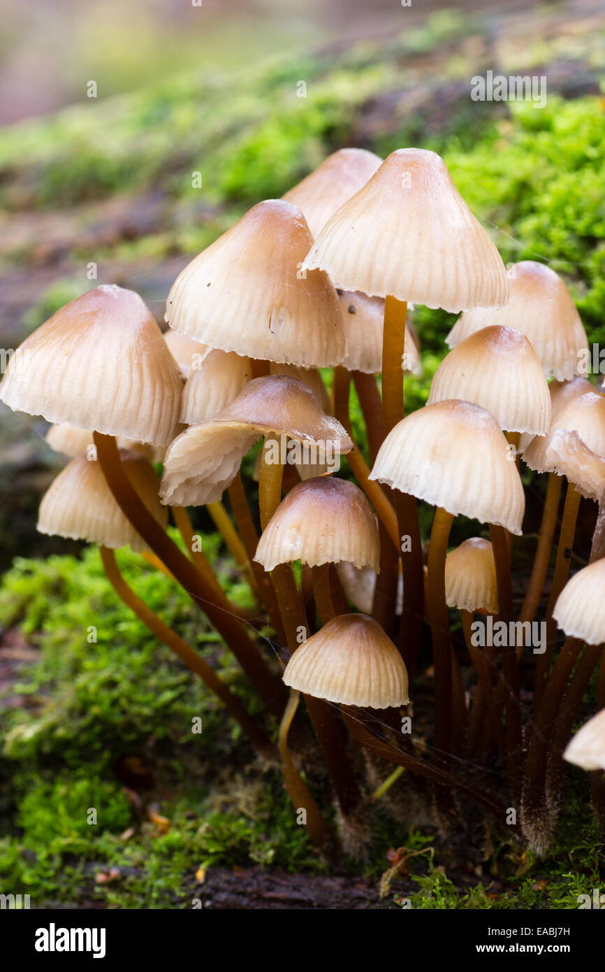 La fructification de champignons du chêne en cluster ou bonnet, Mycena ...