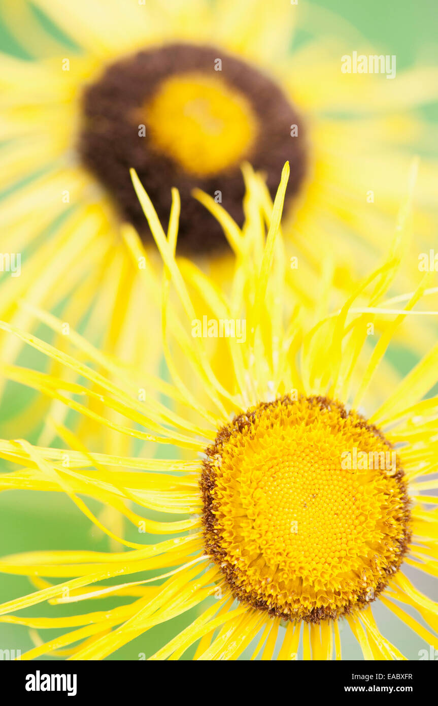 Inula helenium Banque de photographies et d’images à haute résolution ...