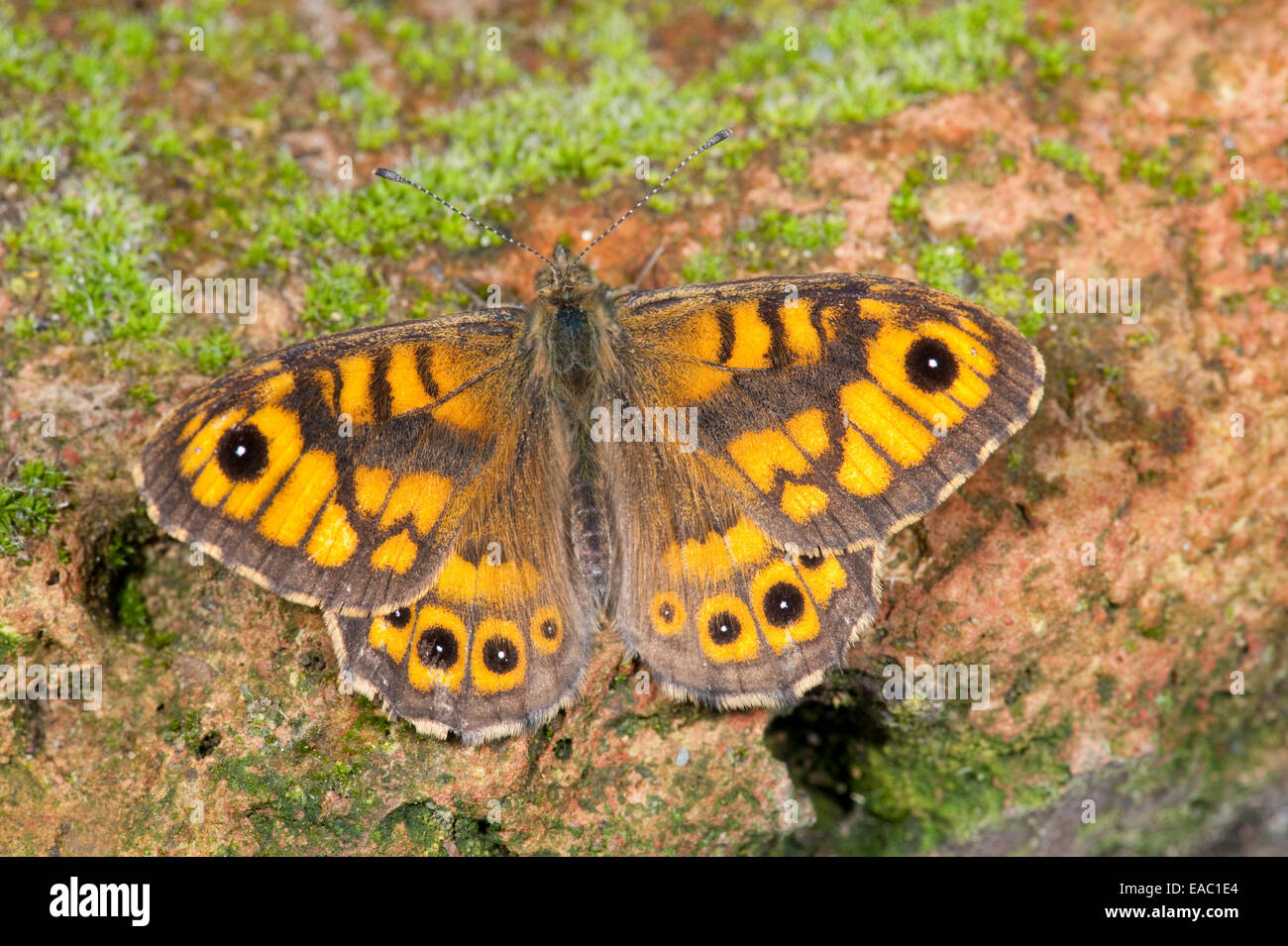 Papillon sur le mur Banque de photographies et d’images à haute ...