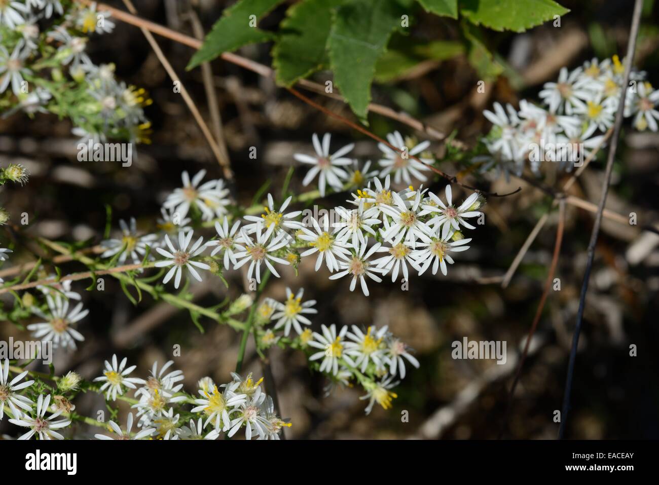 Symphyotrichum ericoides Banque de photographies et d’images à haute ...
